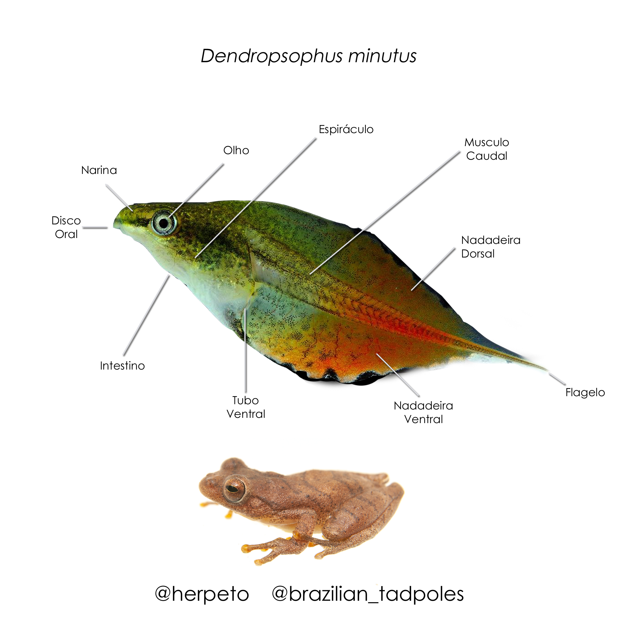 Anatomia básica de girinos – Herpeto