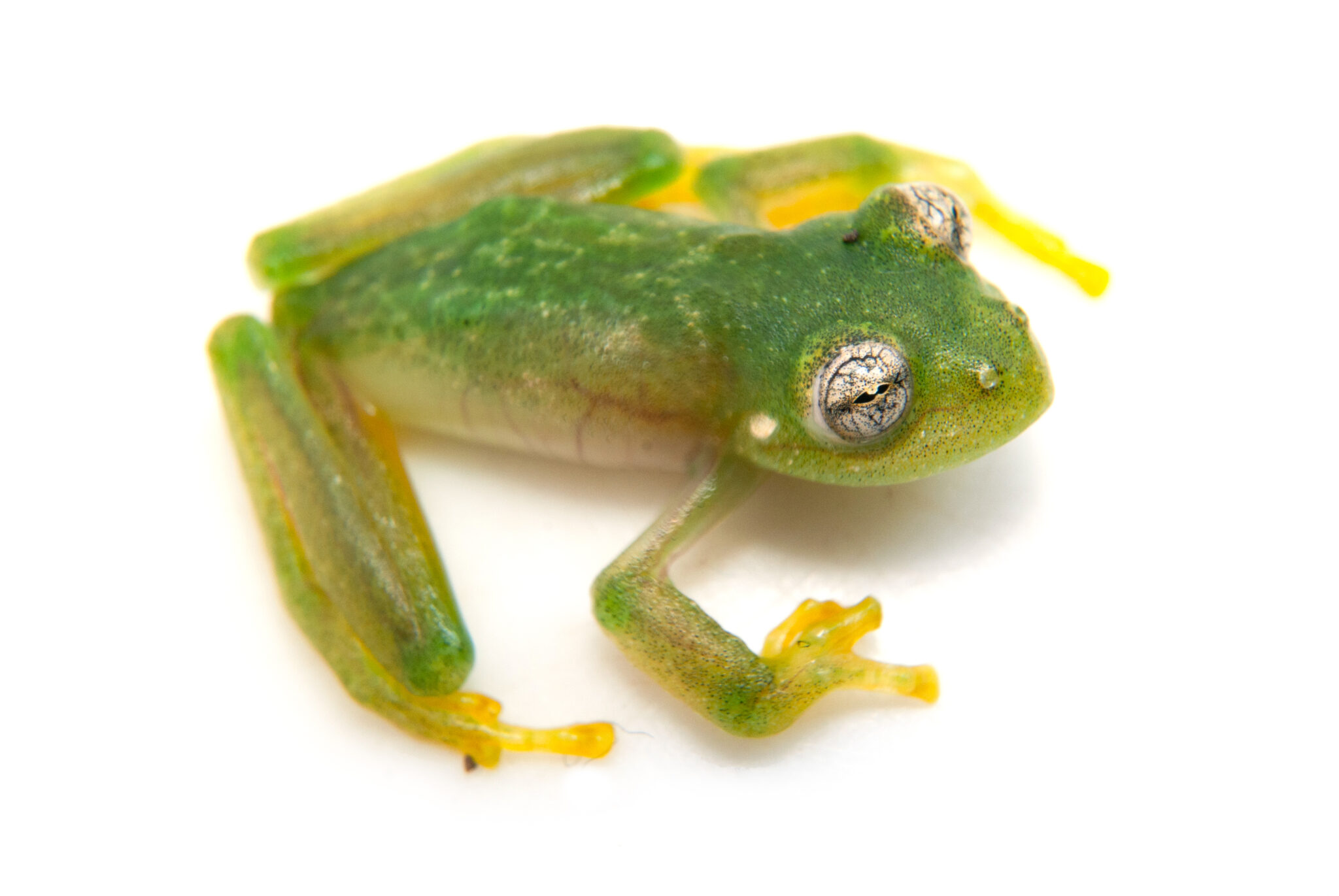 Lista dos Anfíbios Brasileiros – Herpeto