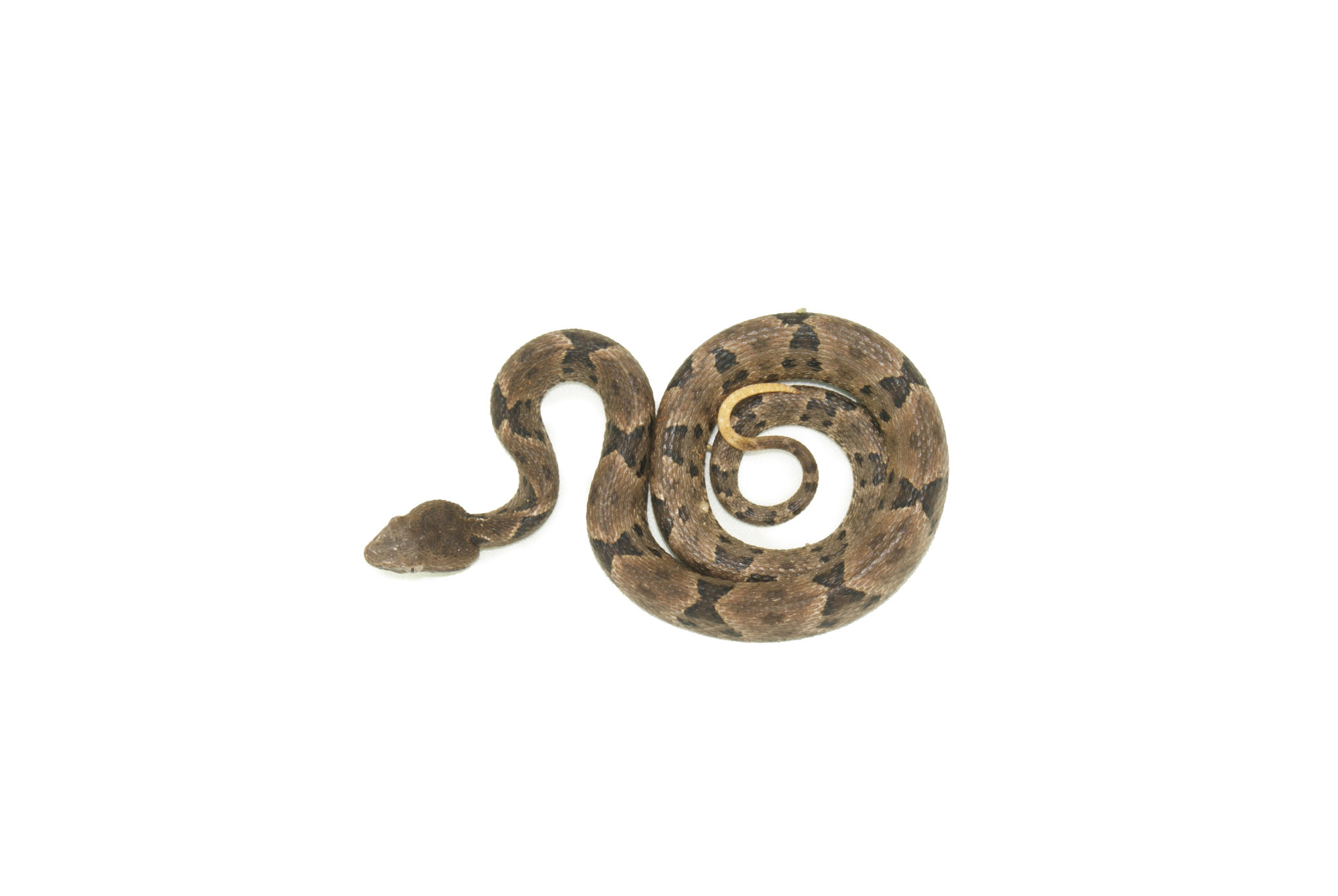 Ultimas das serpentes – Herpeto.org